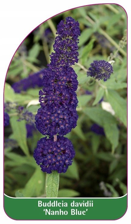 Etykieta szkółkarska Buddleia davidii 'Nanho Blue' (standard) - A ...