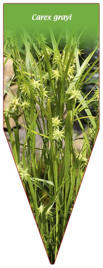 Etykieta szkółkarska Carex grayi - Euroflora | Sklep EMPIK.COM