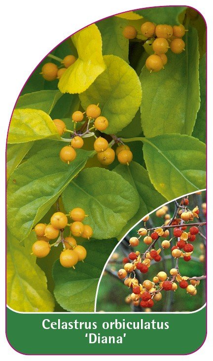 Etykieta szkółkarska Celastrus orbiculatus 'Diana' - Euroflora | Sklep ...