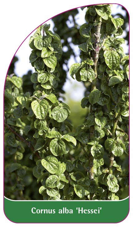 Etykieta szkółkarska Cornus alba 'Hessei' - Euroflora | Sklep EMPIK.COM