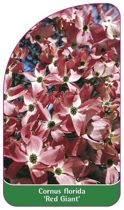 Etykieta szkółkarska Cornus florida 'Red Giant' - Euroflora | Sklep ...