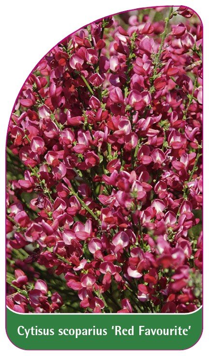 Etykieta szkółkarska Cytisus scoparius 'Red Favourite' - Euroflora ...