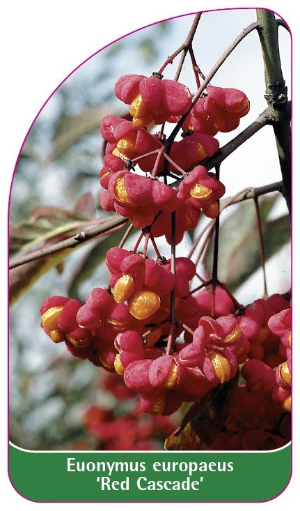 Etykieta szkółkarska Euonymus europaeus 'Red Cascade' - Euroflora ...