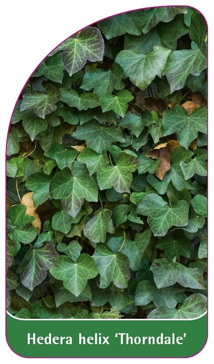 Etykieta szkółkarska Hedera helix 'Thorndale' - Euroflora | Sklep EMPIK.COM