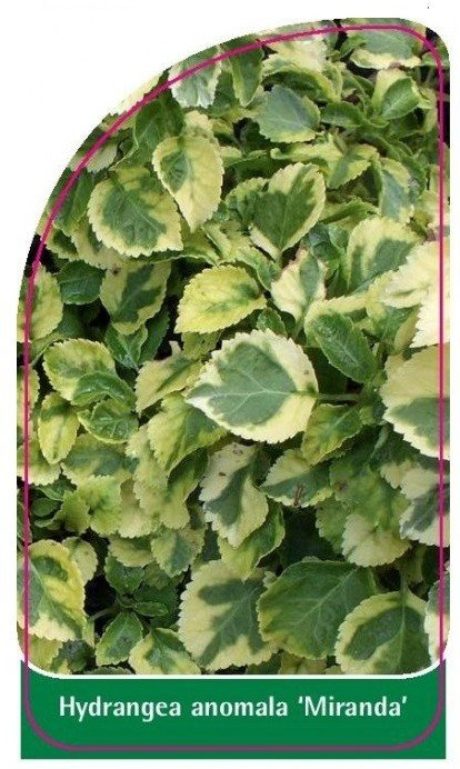 Etykieta szkółkarska Hydrangea anomala 'Miranda' - Euroflora | Sklep ...