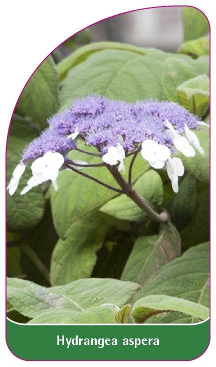 Etykieta szkółkarska Hydrangea aspera - Euroflora | Sklep EMPIK.COM