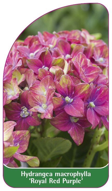 Etykieta szkółkarska Hydrangea macrophylla 'Royal Red Purple ...