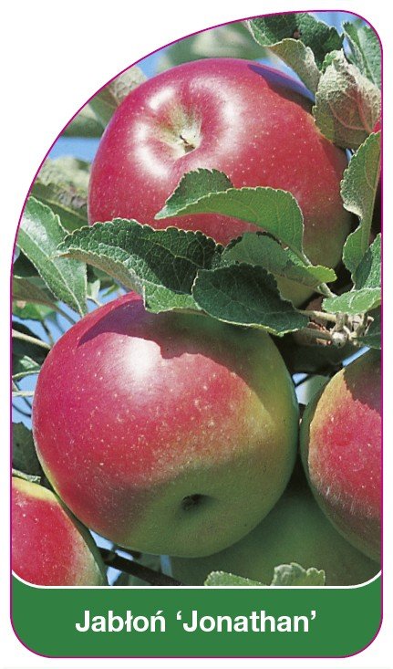 Etykieta szkółkarska Jabłoń 'Jonathan' - Euroflora | Sklep EMPIK.COM
