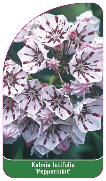 Etykieta szkółkarska Kalmia latifolia 'Peppermint' - Euroflora | Sklep ...