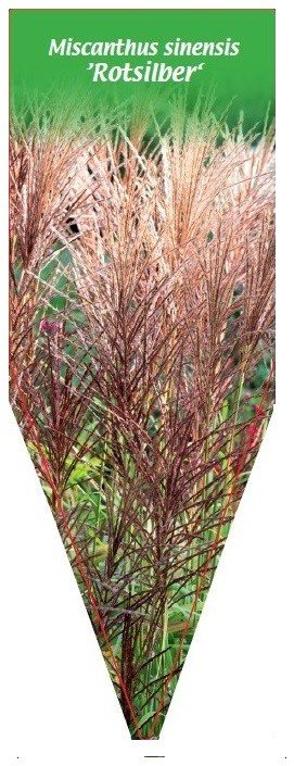 Etykieta Szkółkarska Miscanthus sinensis 'Rotsilber' - 57 x 155 mm ...