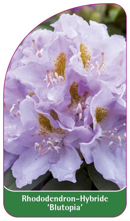 Etykieta szkółkarska Rhododendron 'Blutopia' - Euroflora | Sklep EMPIK.COM