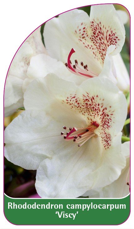 Etykieta szkółkarska Rhododendron campylocarpum 'Viscy' - B - Euroflora ...
