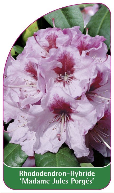 Etykieta szkółkarska Rhododendron 'Madame Jules Porges' - Euroflora ...