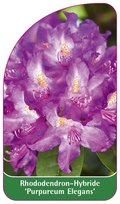 Etykieta szkółkarska Rhododendron 'Purpureum Elegans' - Euroflora ...