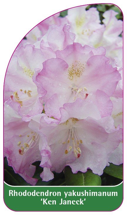 Etykieta szkółkarska Rhododendron yakushimanum 'Ken Janeck' - Euroflora ...