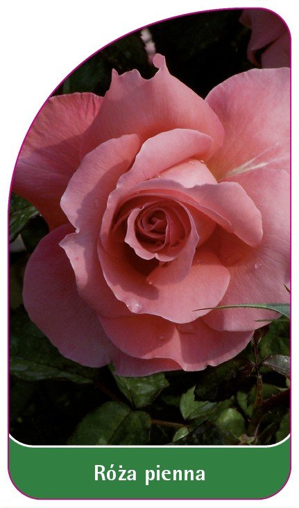 Etykieta szkółkarska Róża pienna 33 - Euroflora | Sklep EMPIK.COM