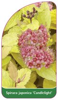 Etykieta szkółkarska Spiraea japonica 'Candlelight' - Euroflora | Sklep ...