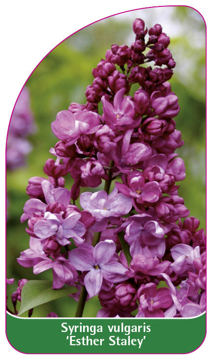 Etykieta szkółkarska Syringa vulgaris 'Esther Staley' - Euroflora ...