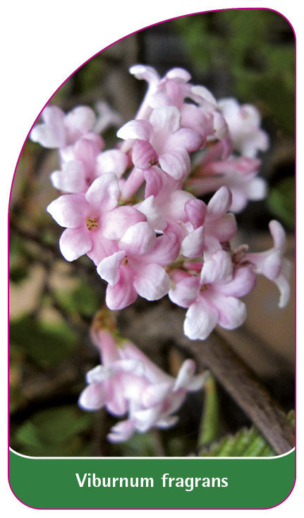 Etykieta szkółkarska Viburnum fragrans - Euroflora | Sklep EMPIK.COM