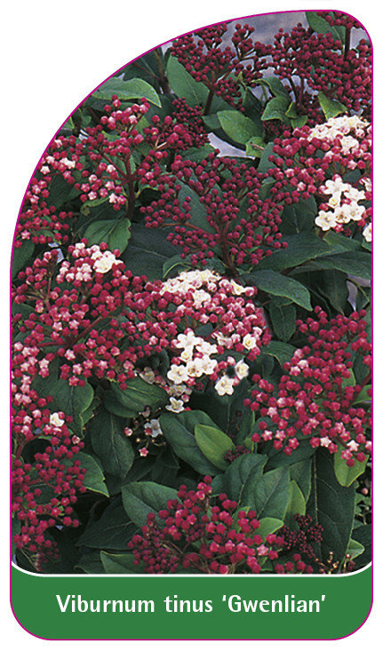 Etykieta szkółkarska Viburnum tinus 'Gwenlian' - Euroflora | Sklep ...