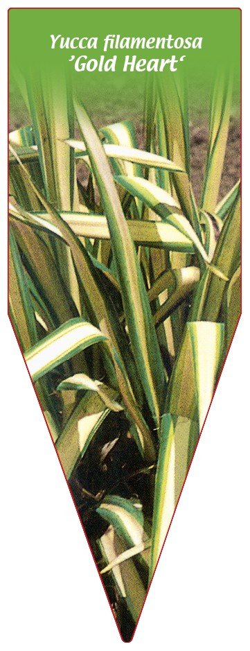 Etykieta szkółkarska Yucca filamentosa 'Gold Heart' - Euroflora | Sklep ...