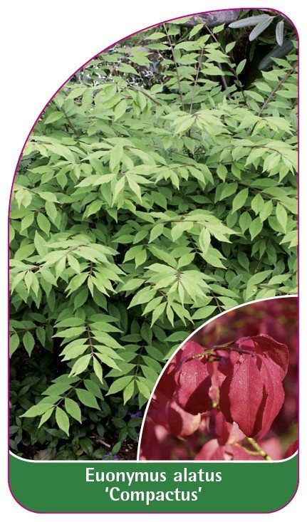 Euonymus alatus 'Compactus' etykieta szkółkarska - Euroflora | Sklep ...