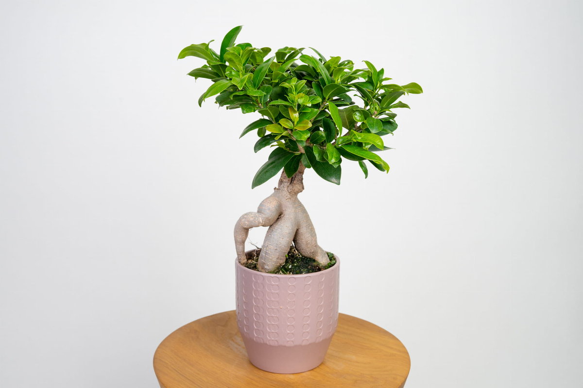 Ficus retusa (F. microcarpa) - BONSAI, Ø12cm· ↑30cm - Inna marka ...