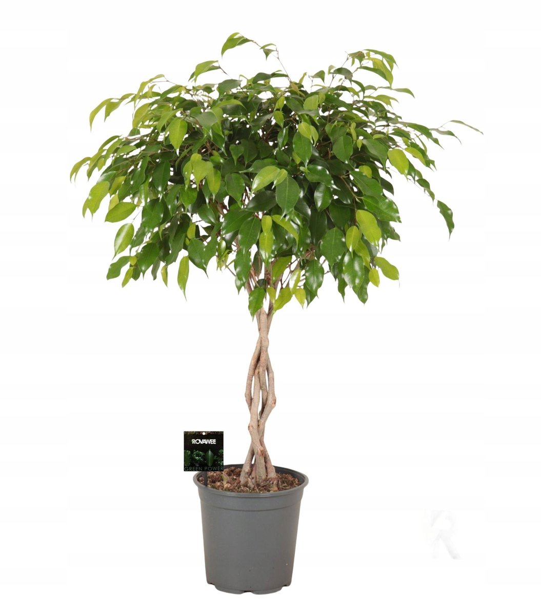 Fikus Exotica XXL - spleciony pień | Doniczka Ø 21 cm | Wysokość ok. 90 ...