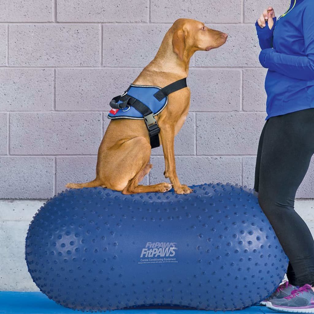 FitPAWS Platforma równoważna Trax Peanut, 60 cm, niebieska - FitPAWS ...