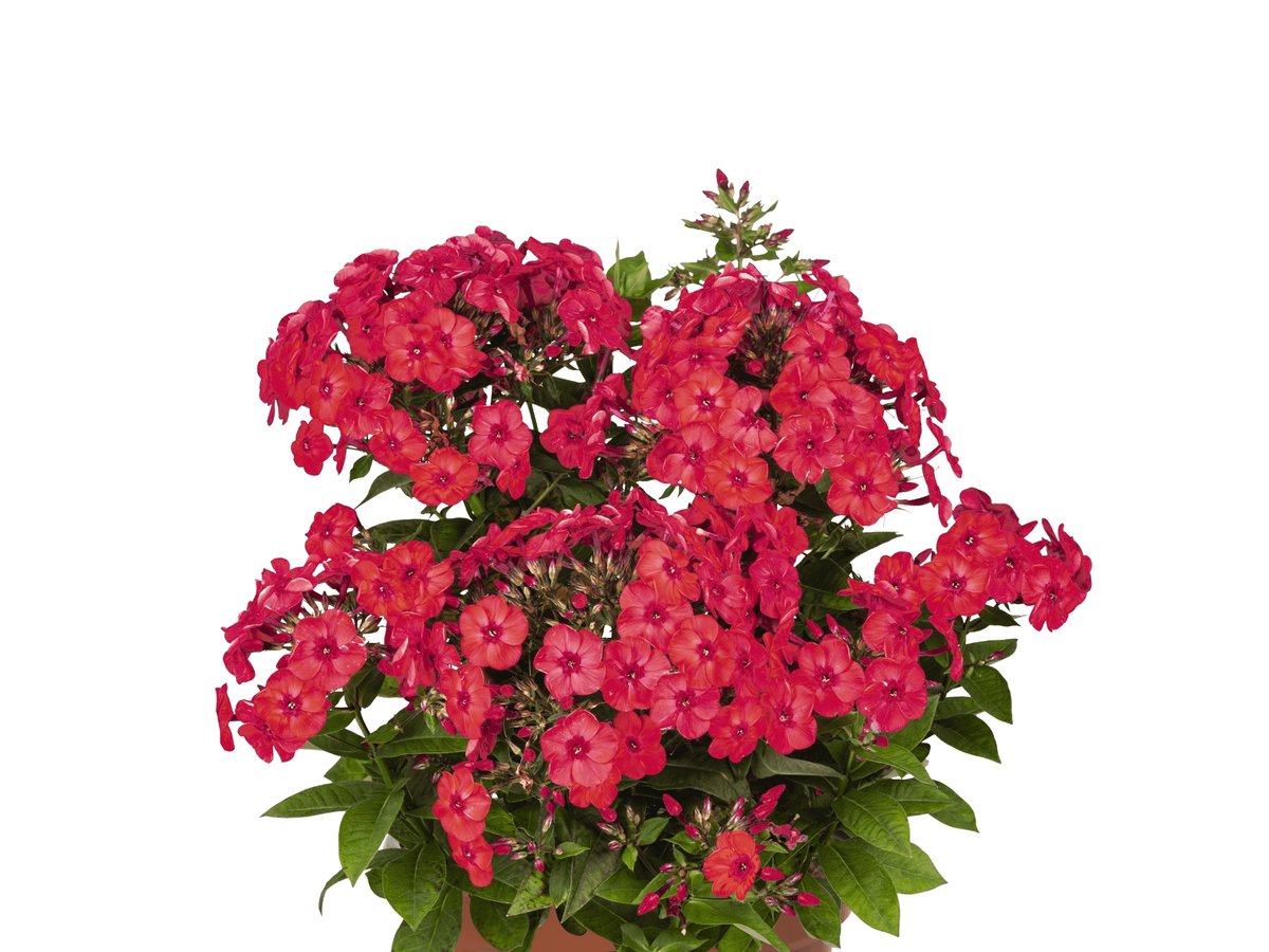 Floks wiechowaty FLAME WATERMELON sadzonka P9 - Szkółka Drzew Kowalski ...