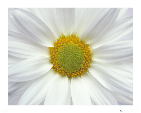 FLOWER DIASY plakat 50x40cm - GB eye | Sklep EMPIK.COM