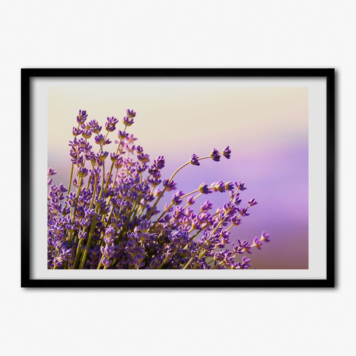Foto grafika z ramką na ścianę Lawenda 70x50 cm - Tulup | Sklep EMPIK.COM
