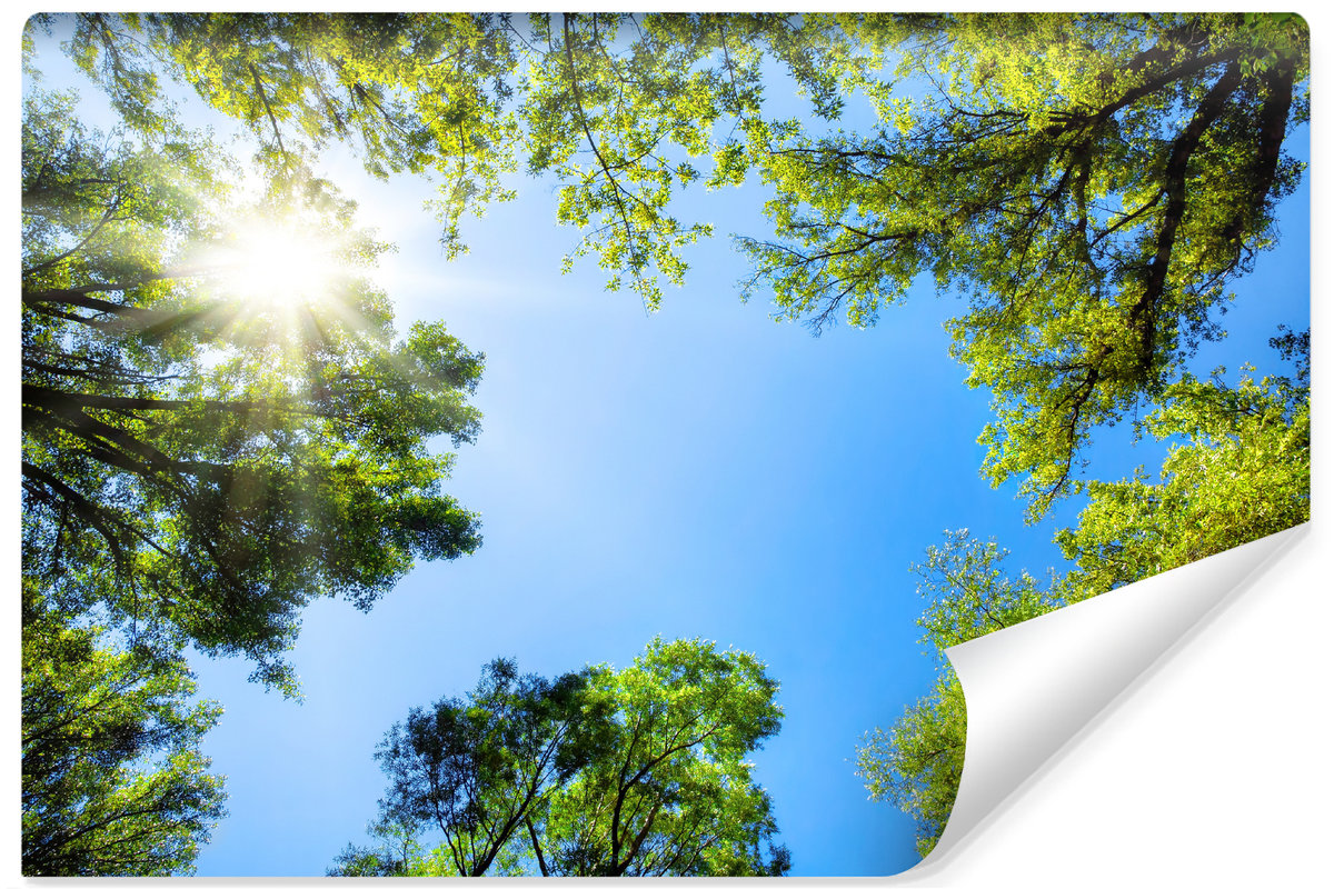 Fototapeta Do Jadalni Drzewa Las Niebo Natura Słońce Efekt 3D 270cm X 180cm - Muralo | Sklep ...