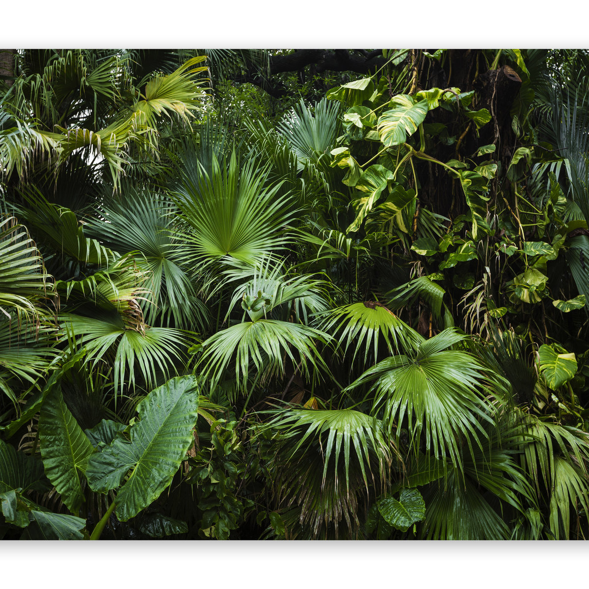Fototapeta DŻUNGLA 3D zielone liście natura las tropikalny tapeta 400x280 do salonu sypialni ...