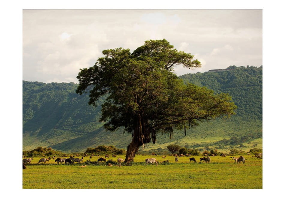 Fototapeta, In a crater of Ngoro ngoro, 400X309 - DecoNest | Sklep ...