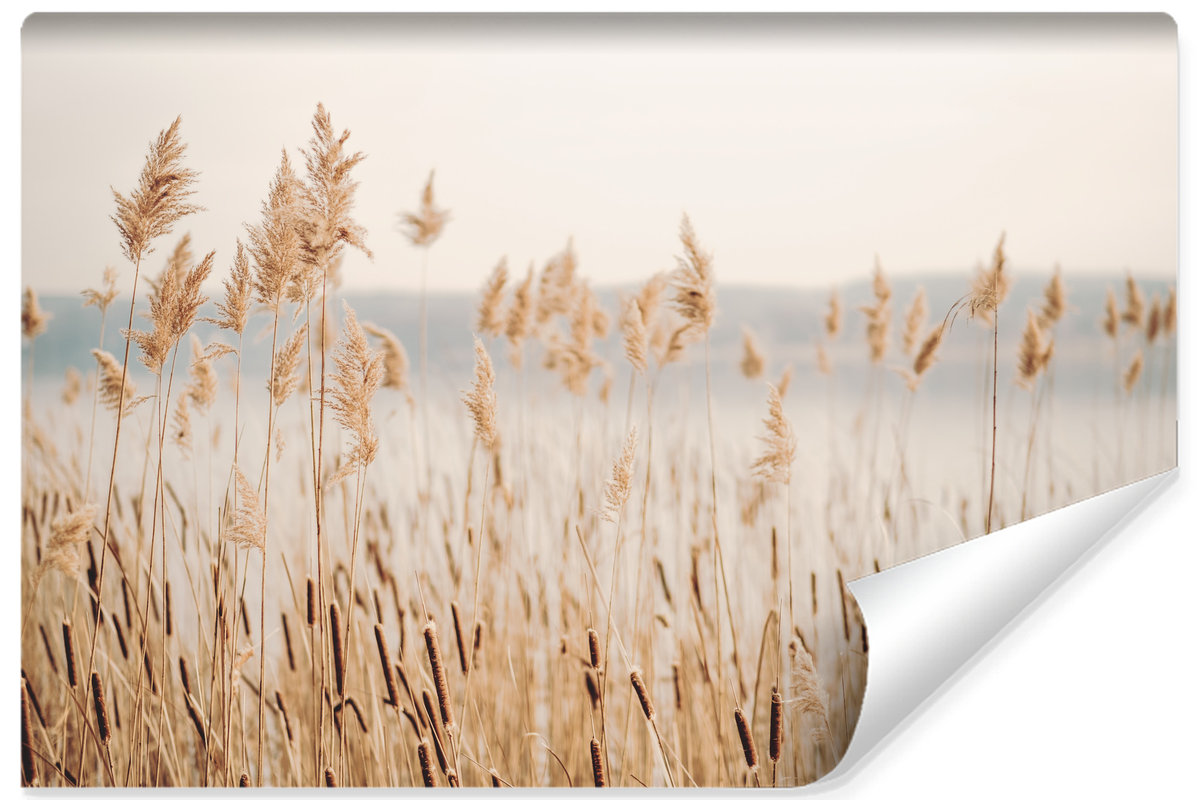 Fototapeta Ścienna Do Jadalni Trzcina Natura Trawa Natura Rośliny 180cm ...