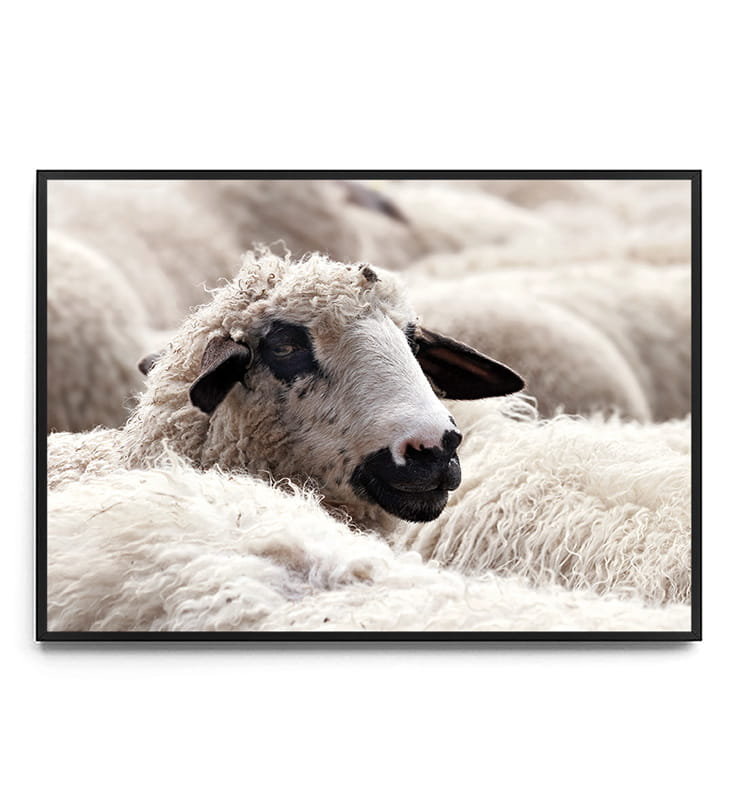 Fox Art Studio, Plakat Owca, wymiary 29,7x42 cm - FOX ART STUDIO ...