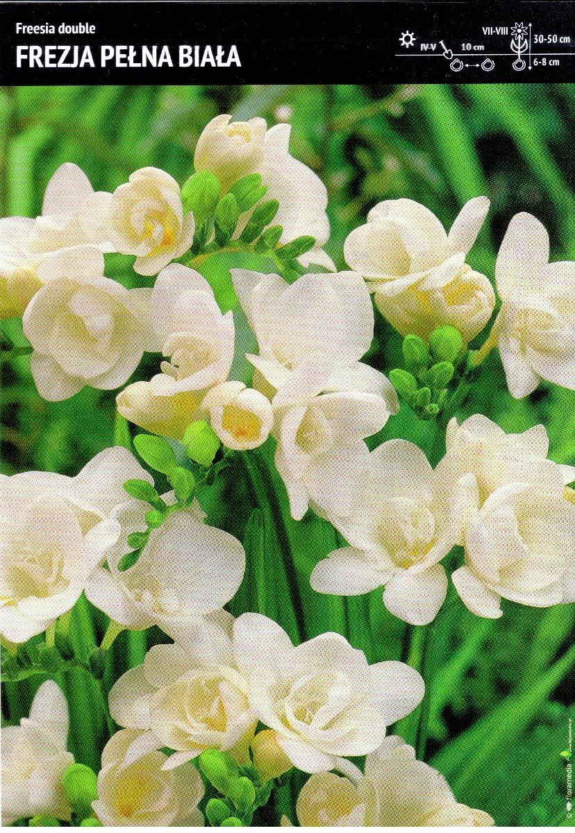 FRESSIA - FREZJA PEŁNA BIAŁA - BENEX | Sklep EMPIK.COM
