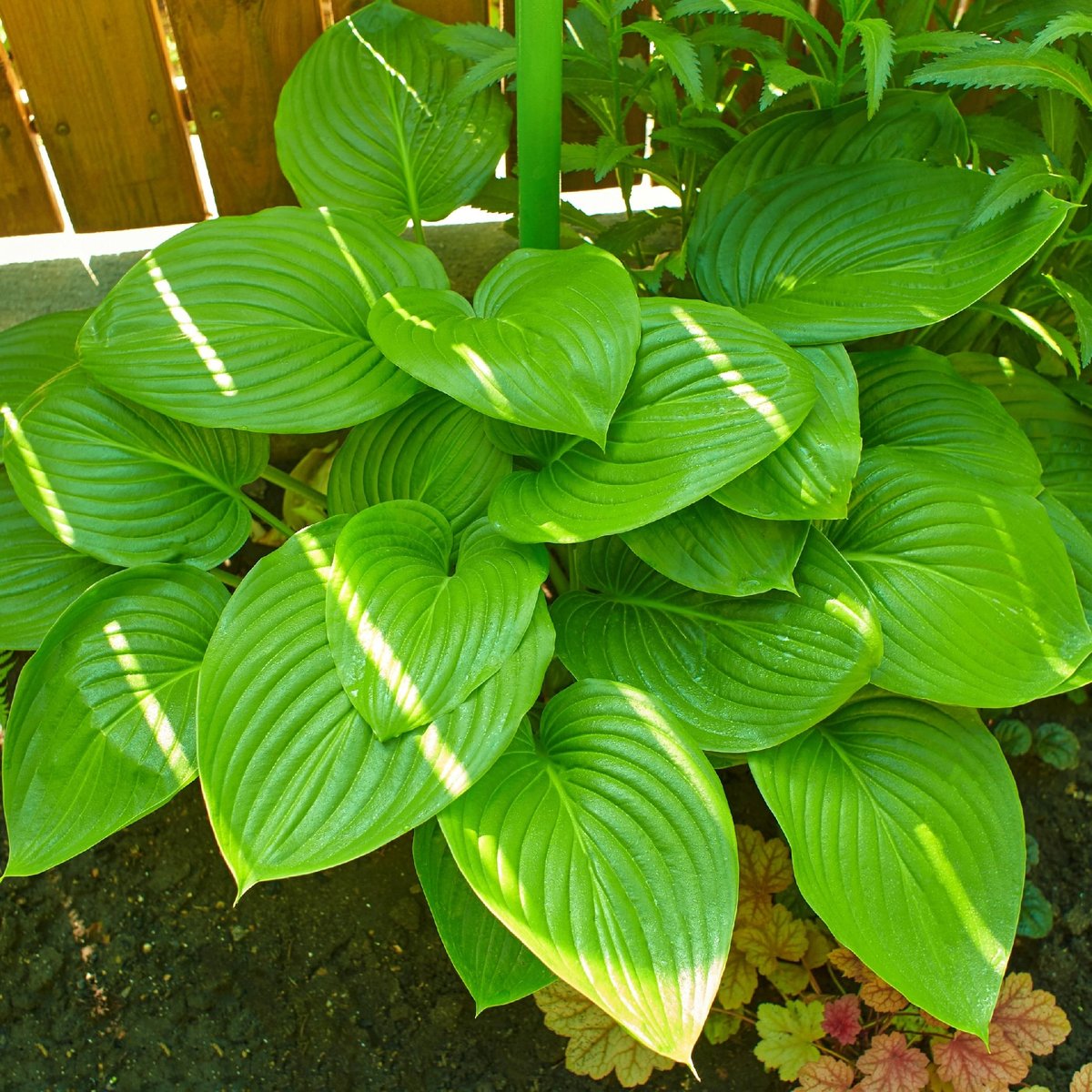 Funkia Hosta 'August Moon' W DONICZCE 2.5L, OGROMNE ŻÓŁTE LIŚCIE ...