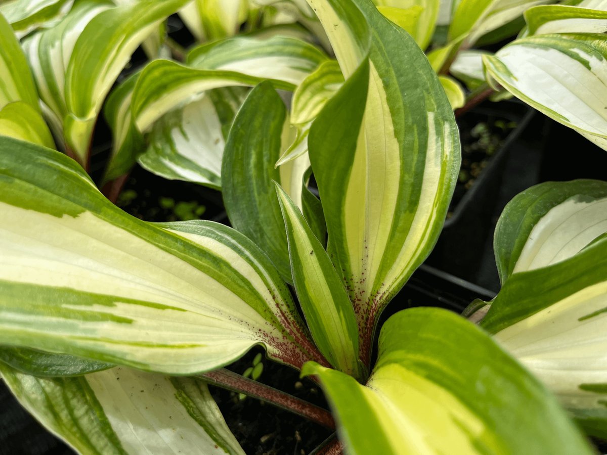 Funkia - Hosta RASPBERRY SUNDAE P12 wiśniowe ogonki liściowe - Szkółka ...