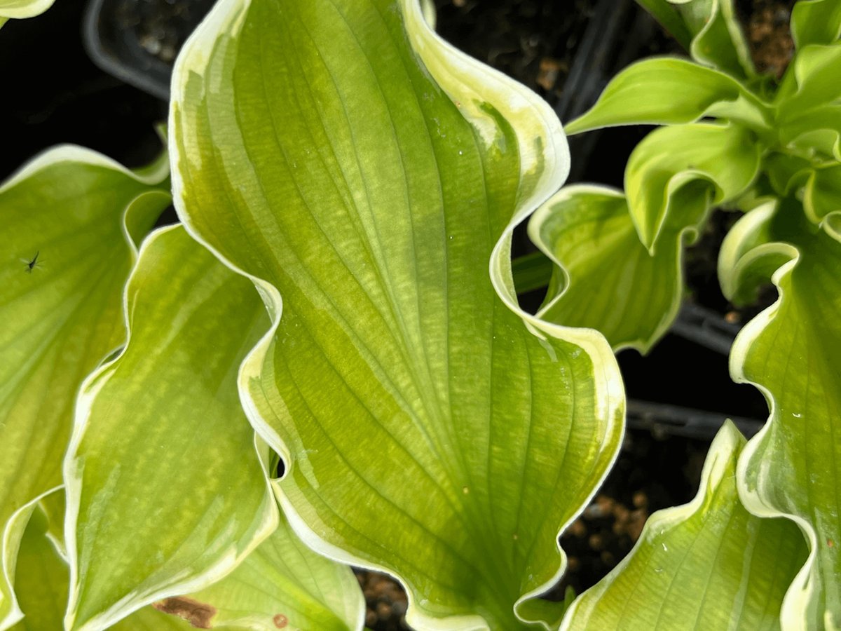 Funkia ogrodowa - Hosta SHADOWLNAD WHEEE!' sadzonka P12 faliste liście ...