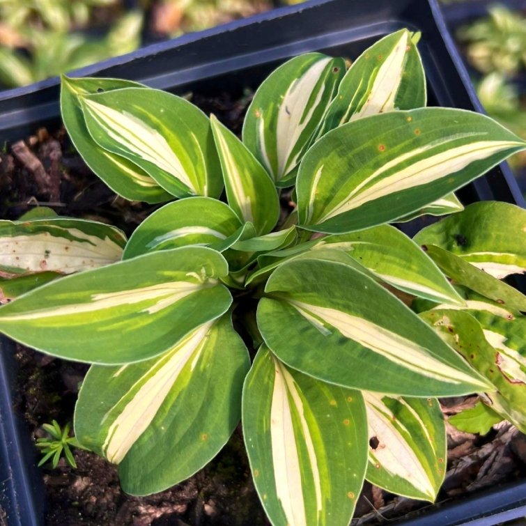 Funkia 'Pandora's Box' (Hosta) Miniaturka Doniczka 2.0L - Gospodarstwo ...