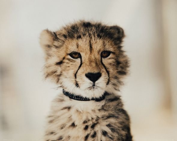 Gepard - Plakat - Nice Wall | Sklep EMPIK.COM