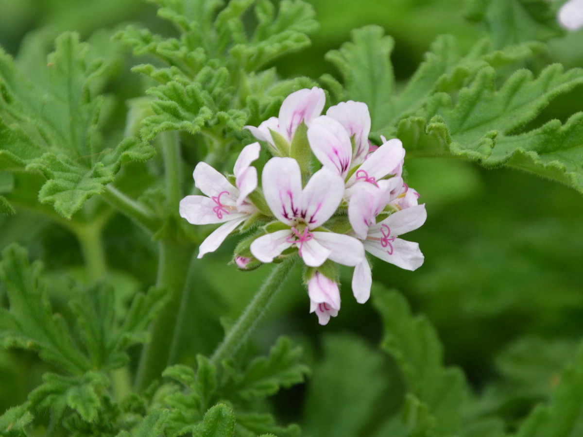 Geranium - anginka sadzonka P9 - roślina lecznicza - Szkółka Drzew ...