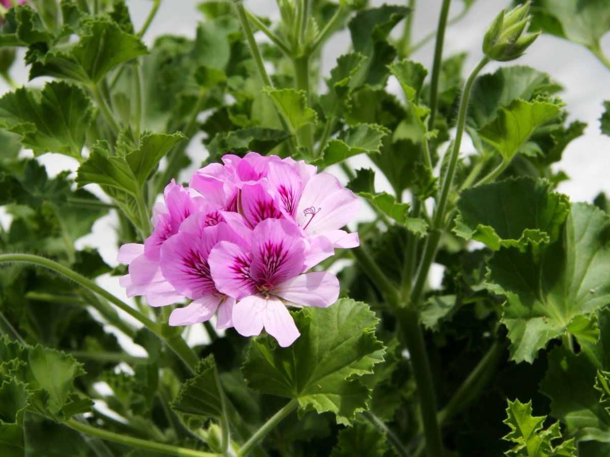 Geranium ozdobne Grandeur Odorata Cola - pelargonia pachnąca, zapach ...
