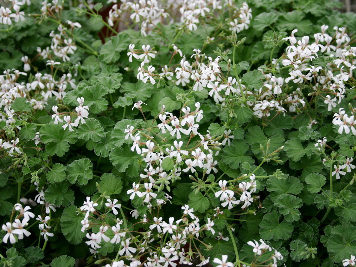 Geranium ozdobne Grandeur Odorata Nutmeg - pelargonia pachnąca, zapach ...