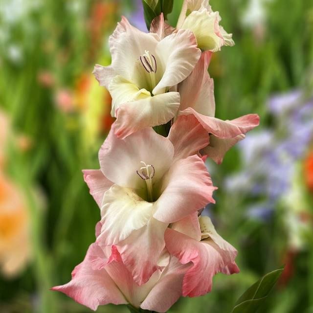 Gladiolus Mieczyk Careless cebule cebulki kwiatowe 5 szt. 12/14 ...