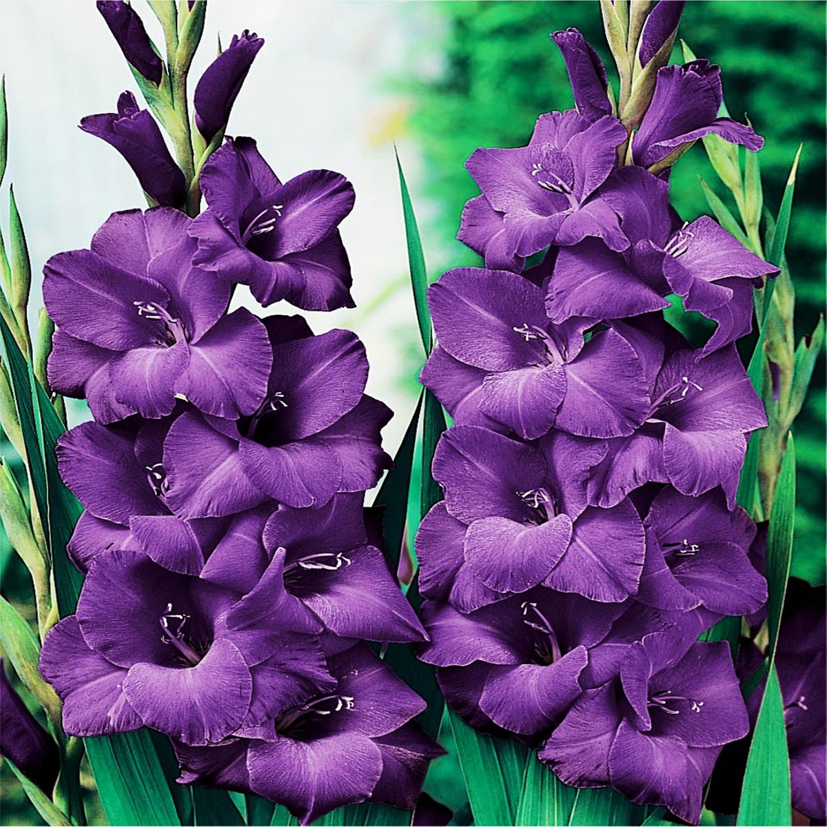 Gladiolus Mieczyk Fioletowy 1 kg Mieczyki Cebulki cebule kwiatowe ...