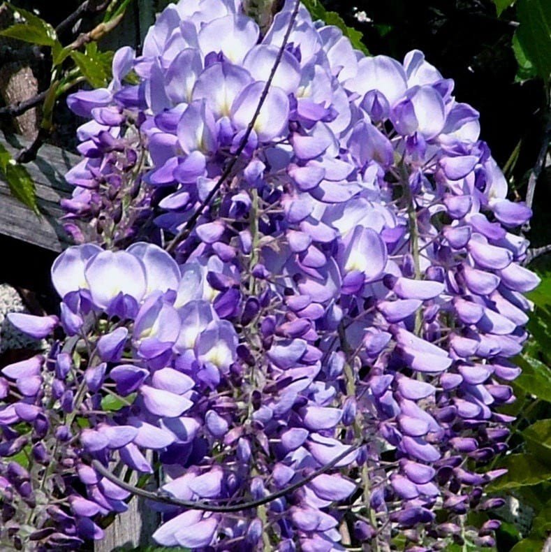 Glicynia (Wisteria) chińska fioletowa 1L - Szkółka Pnączy Marek ...
