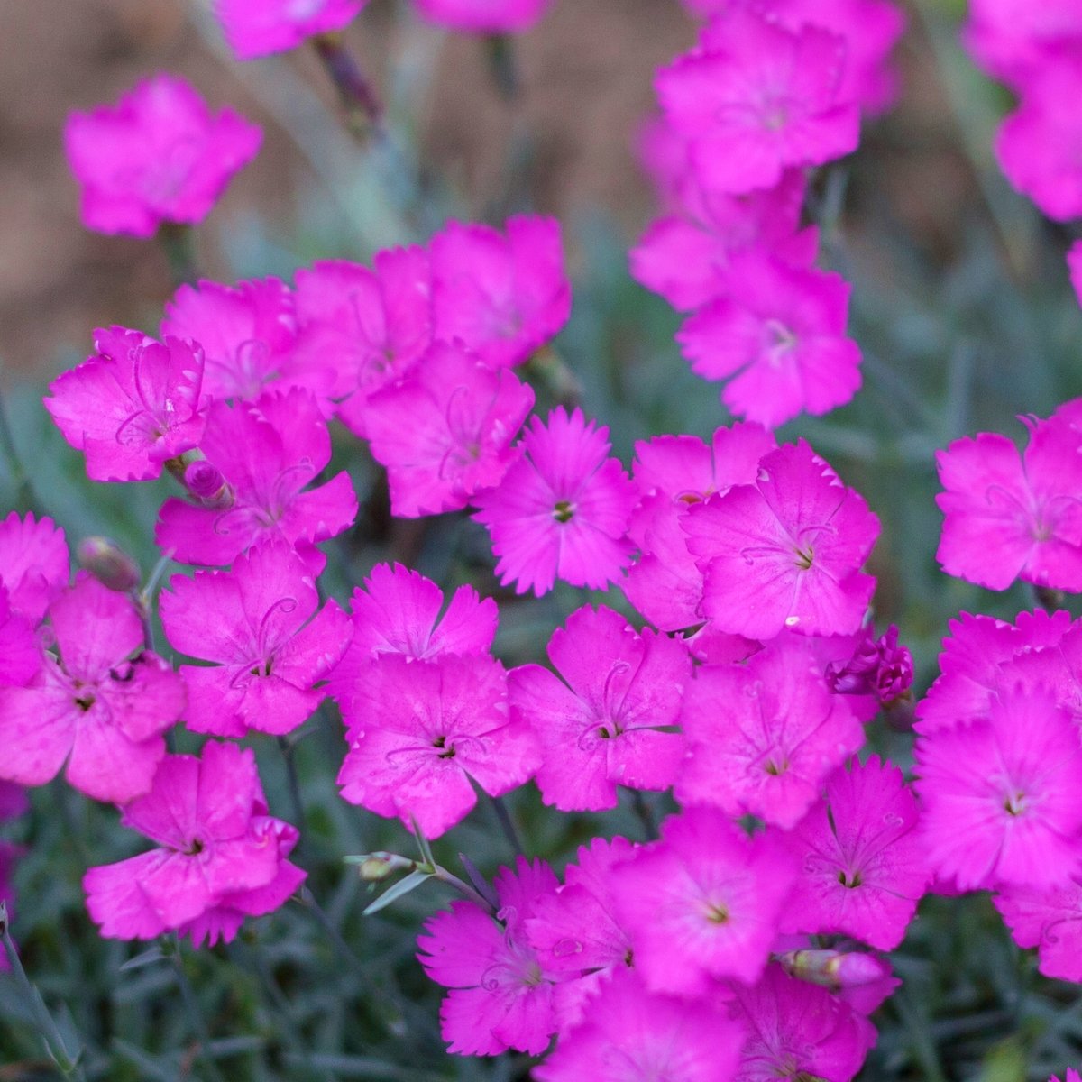 Goździk siny Różowy (Dianthus gratianopolitanus) Doniczka 0.5L ...
